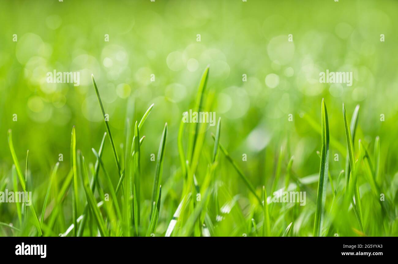 Sunny spring grass field closeup background Stock Photo - Alamy