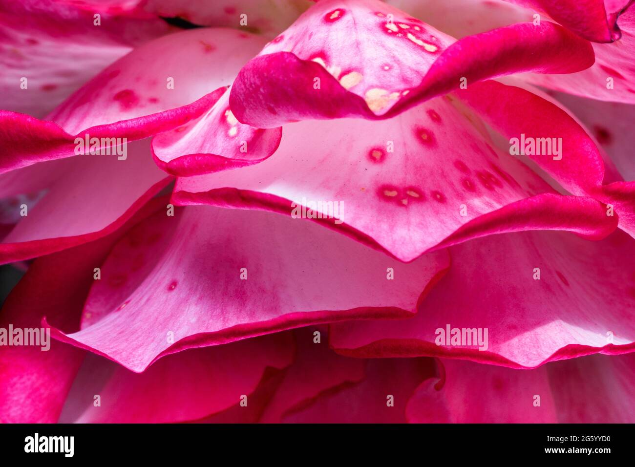 Rosa gallica hi-res stock photography and images - Alamy