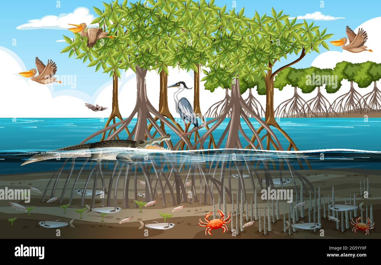 Mangrove forest scene at daytime with animals in the water illustration ...