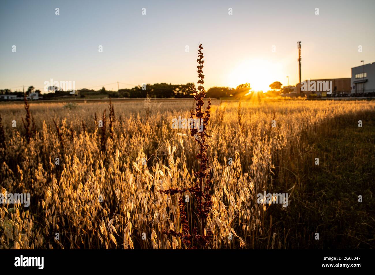 ditch grass at sunset of an orange color in the summer time Stock Photo ...