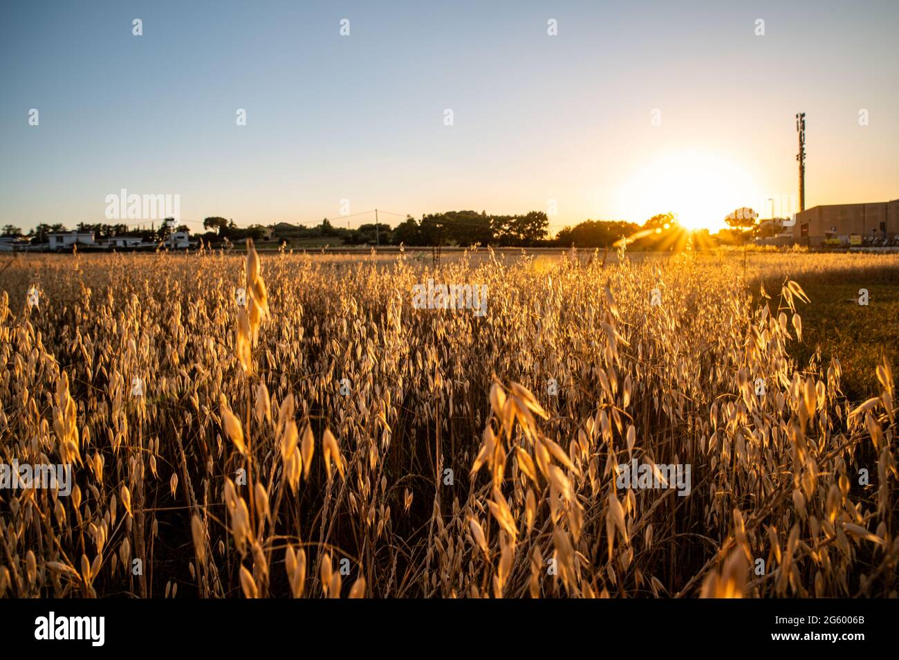 ditch grass at sunset of an orange color in the summer time Stock Photo ...