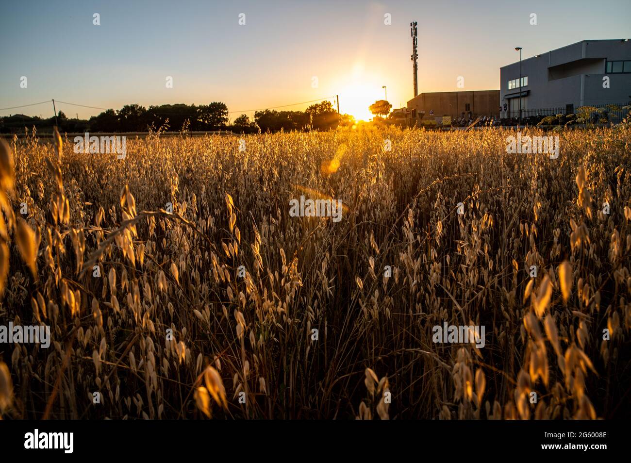 ditch grass at sunset of an orange color in the summer time Stock Photo ...