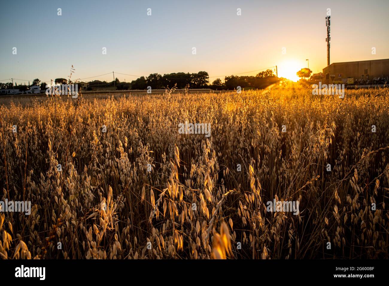 ditch grass at sunset of an orange color in the summer time Stock Photo ...