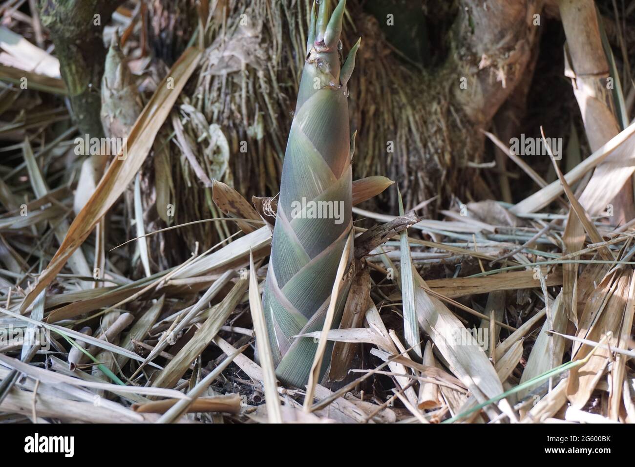 Bamboo shoots or bamboo sprouts with a natural background. Indonesian ...