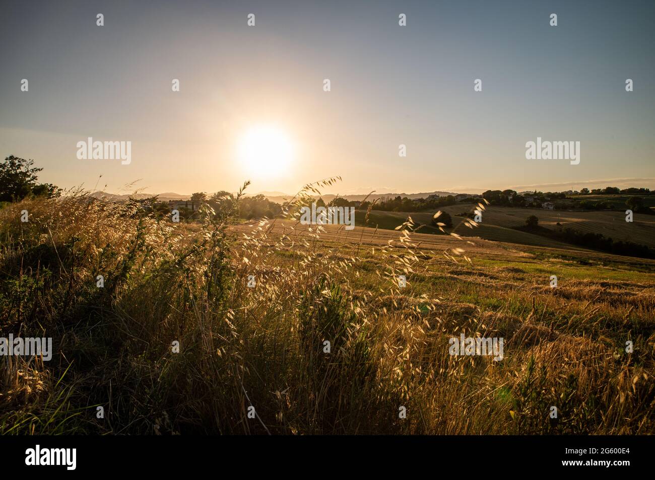 ditch grass at sunset of an orange color in the summer time Stock Photo ...