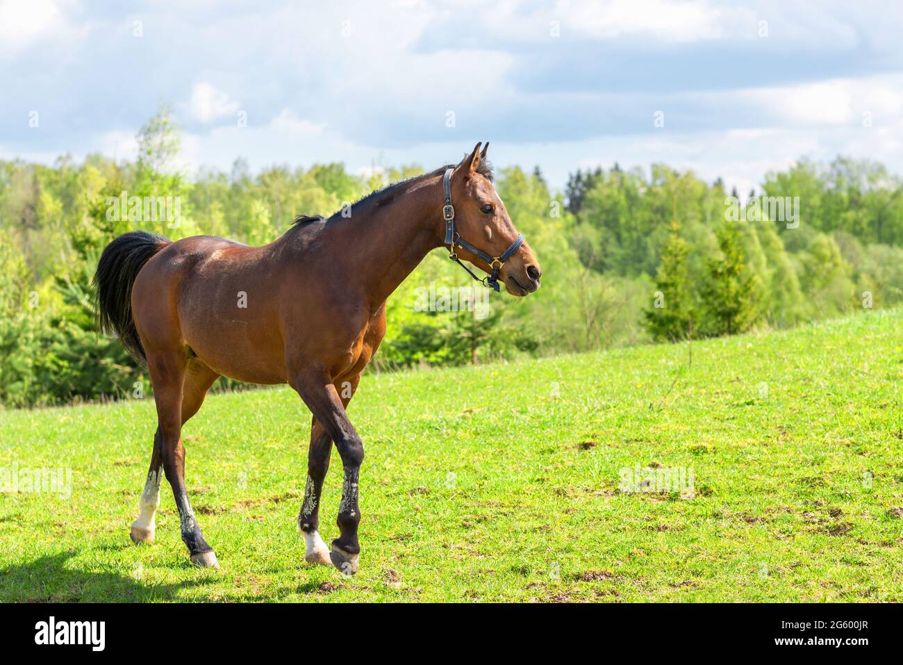 Beautiful young horse walking on the field or pasture.Brown Horse ...