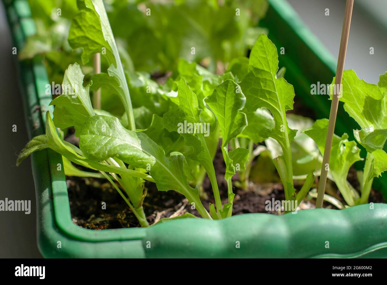 Green lettuce leaves grow in a box for seedlings. Long plastic box with ...