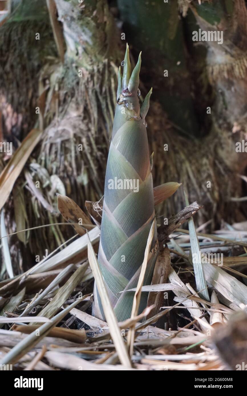 Bamboo shoots or bamboo sprouts with a natural background. Indonesian ...