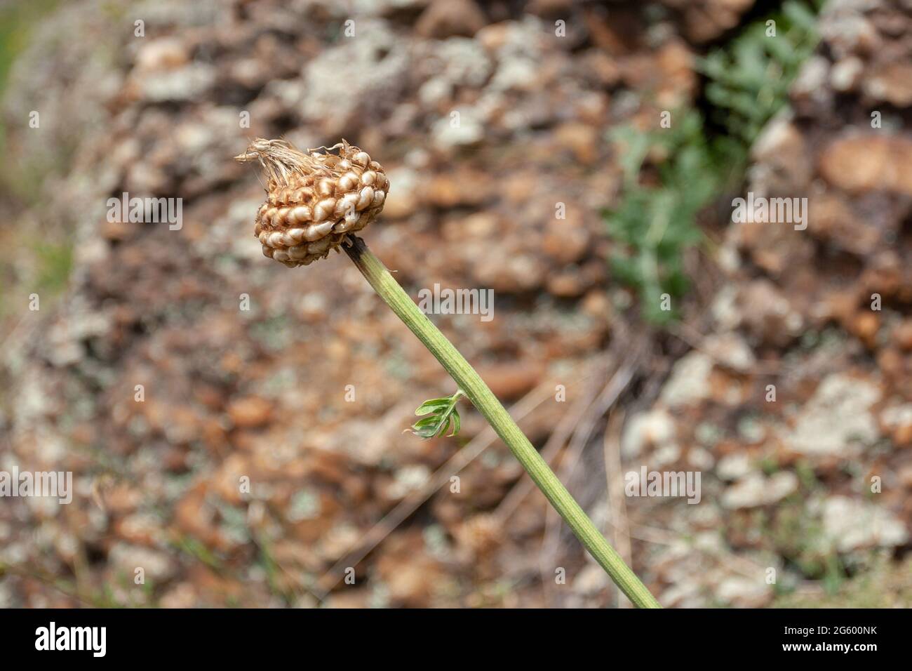 Dry flower bud without leaves on blurred background. Horizontal image ...