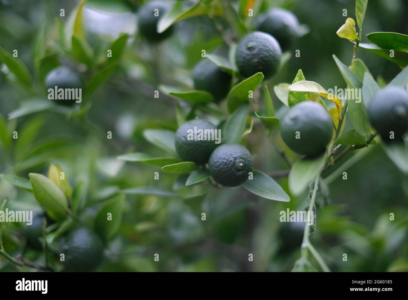 Hybrid mandarin evergreen hi-res stock photography and images - Alamy