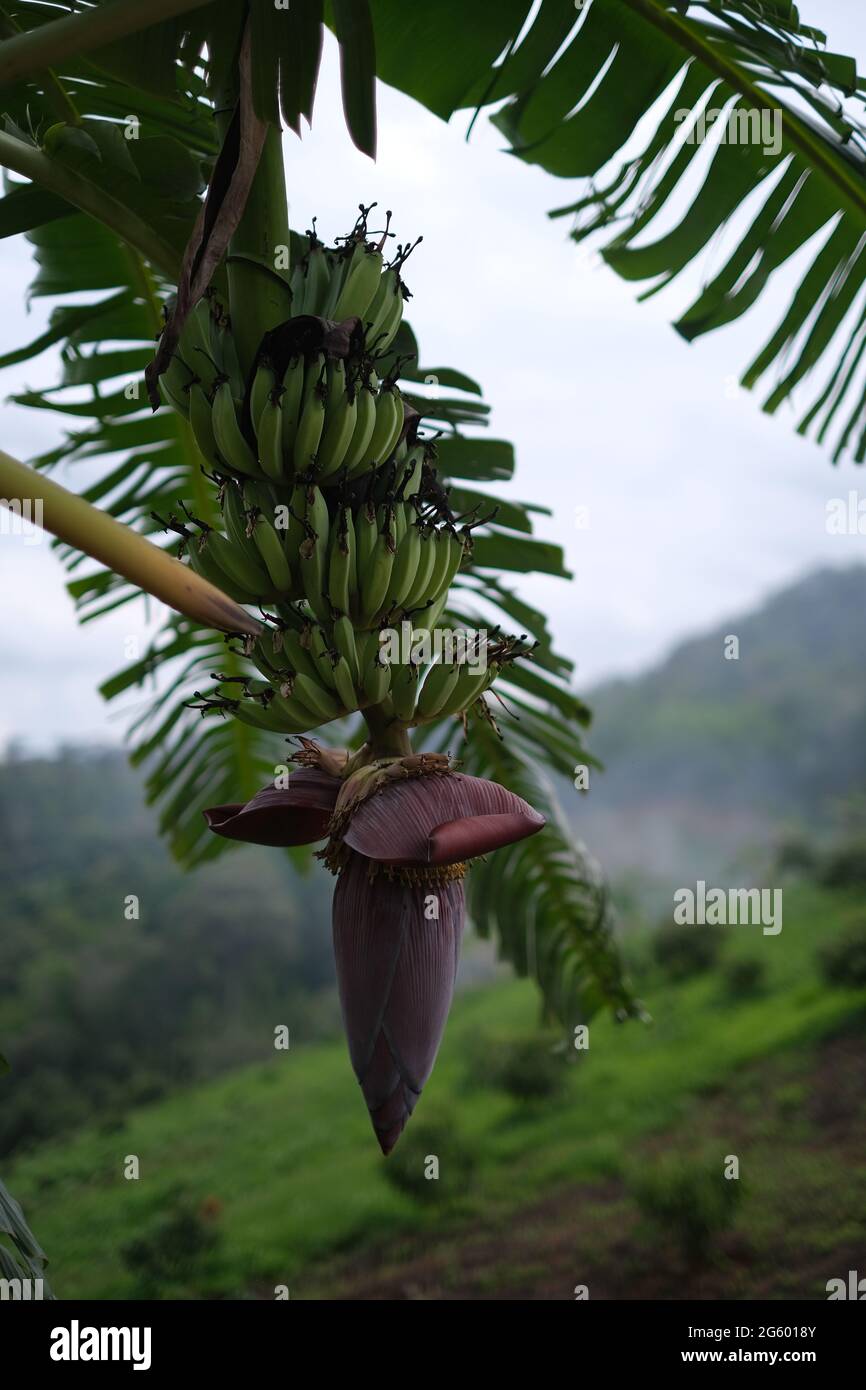 False banana tree hi-res stock photography and images - Alamy