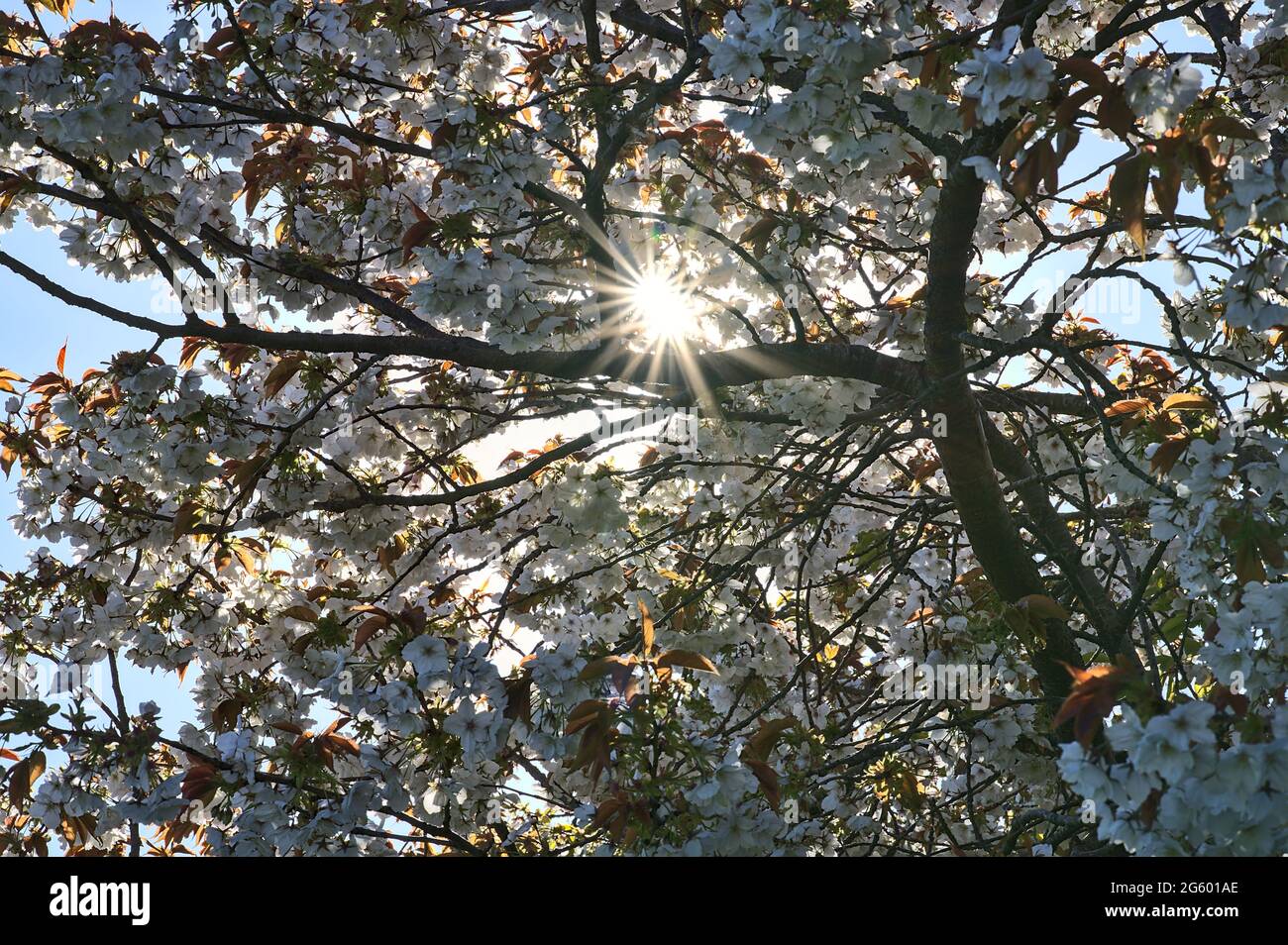 Beautiful closeup view of delicate spring white cherry (Prunus Shogetsu ...