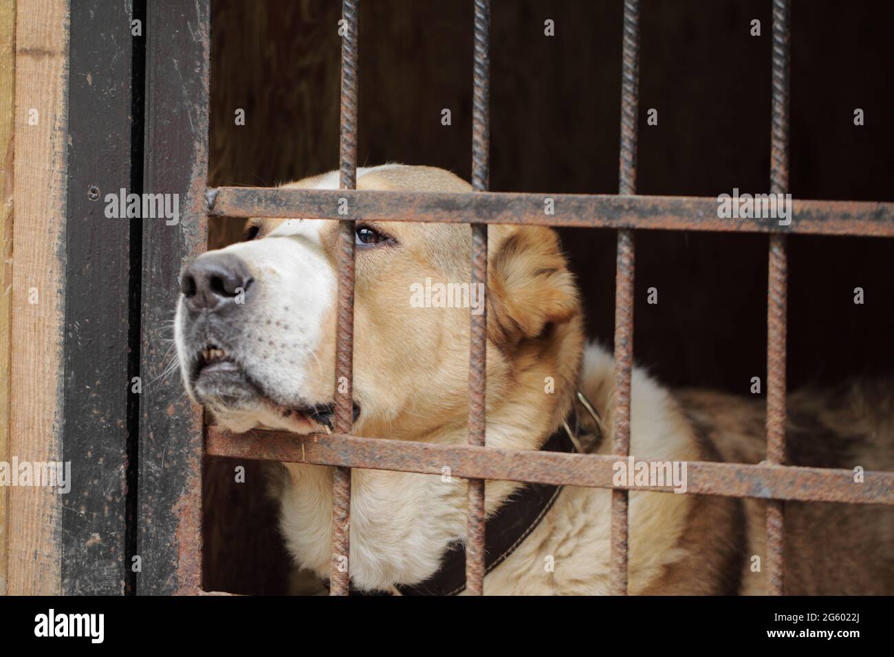 Homeless animals hi-res stock photography and images - Alamy