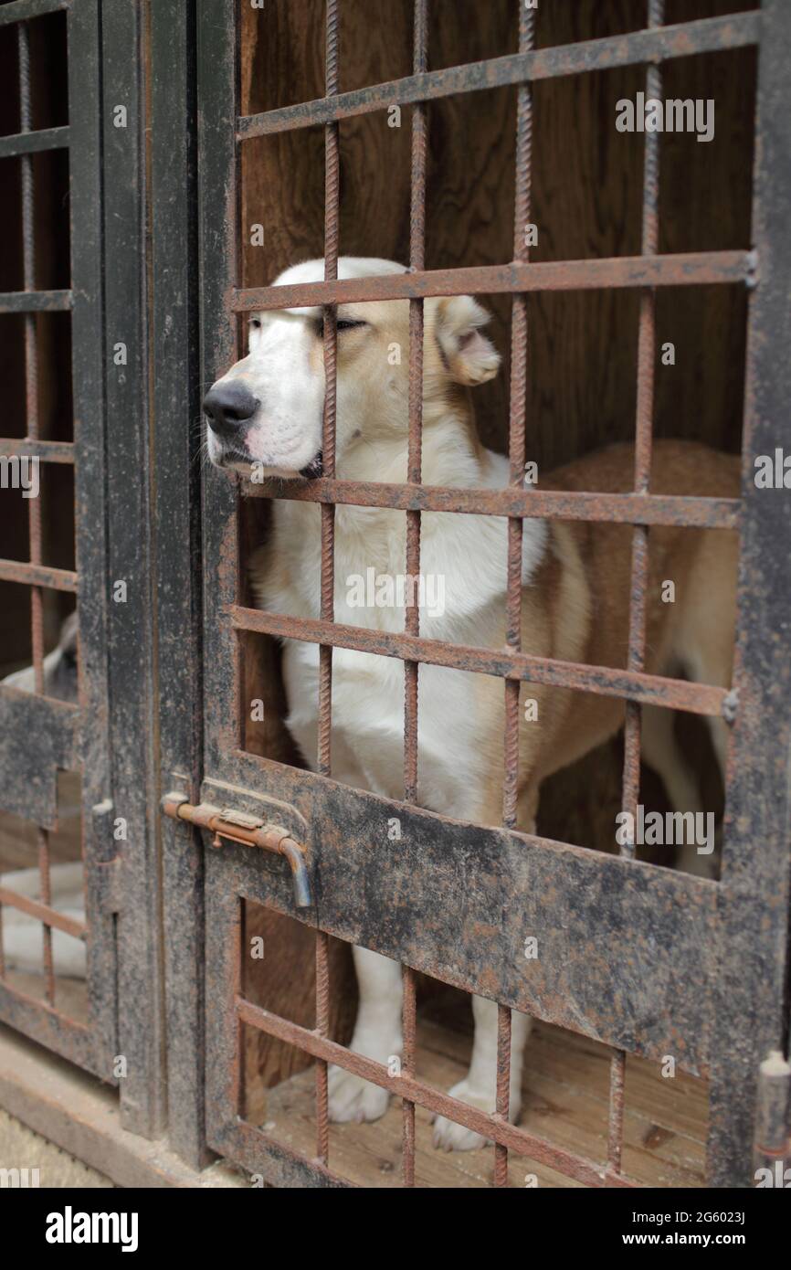 Homeless animals hi-res stock photography and images - Alamy