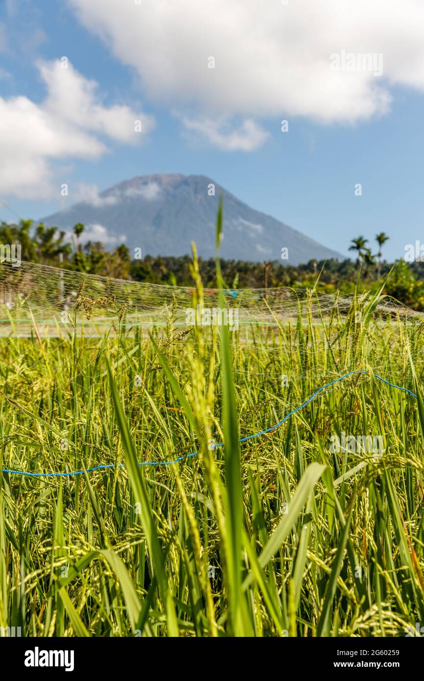 Rice field with volcano Mount Agung (Gunung Agung) on the background ...