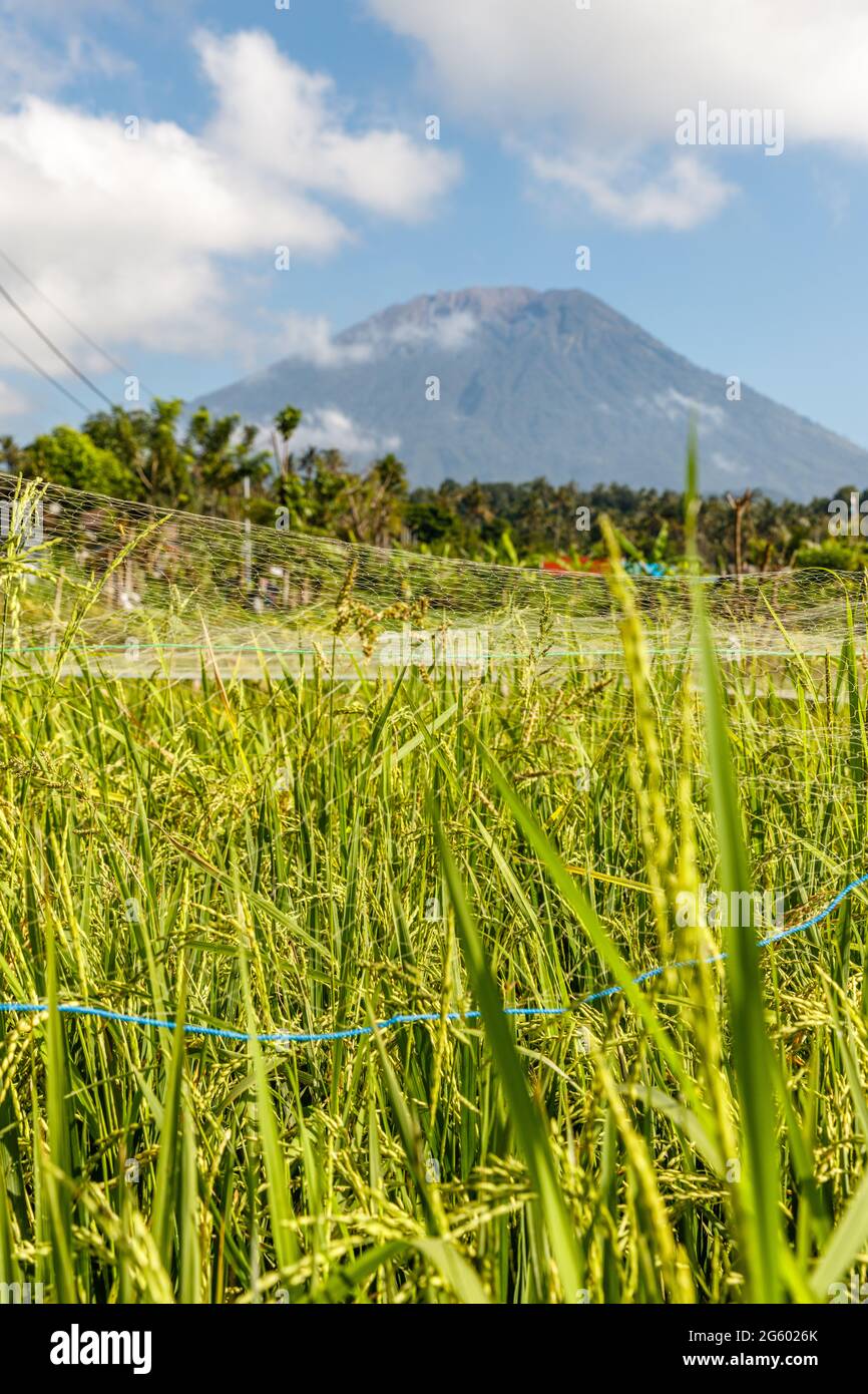 Rice field with volcano Mount Agung (Gunung Agung) on the background ...