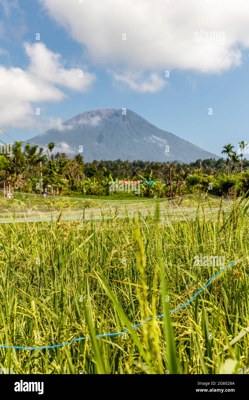 Rice field with volcano Mount Agung (Gunung Agung) on the background ...