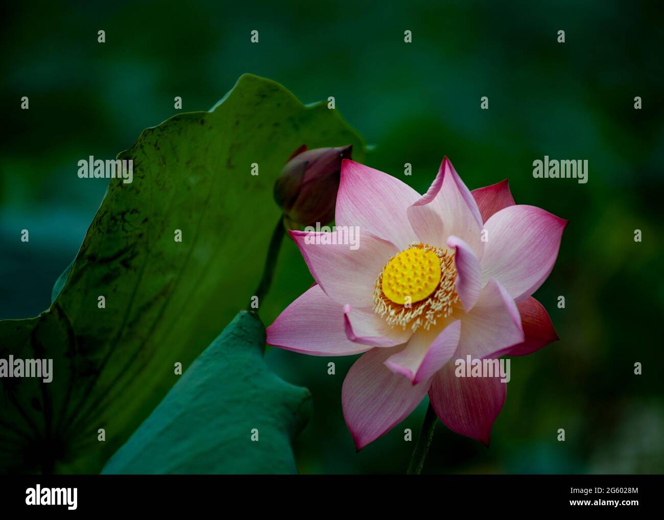 Story of lotus flower hi-res stock photography and images - Alamy