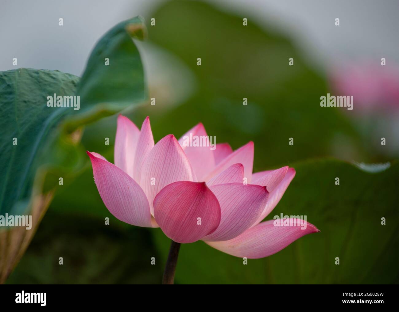 Story Of Lotus Flower High Resolution Stock Photography and Images - Alamy