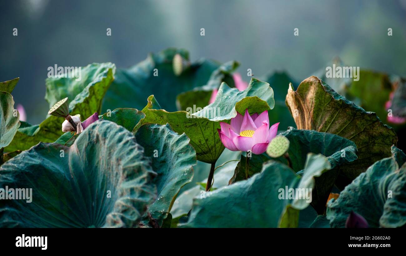 Story of lotus flower hi-res stock photography and images - Alamy