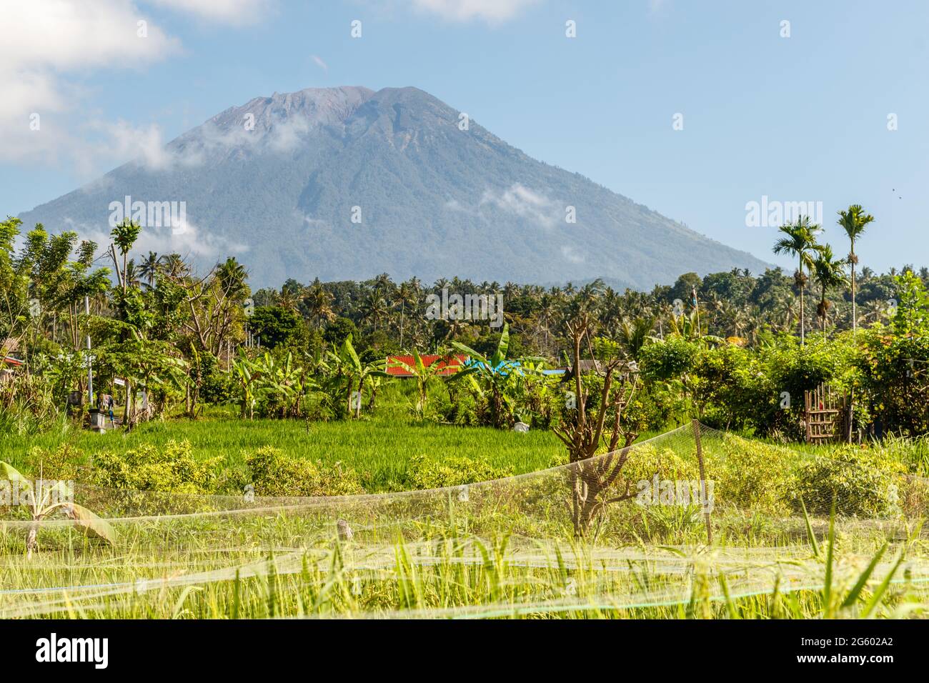 Rice field with volcano Mount Agung (Gunung Agung) on the background ...