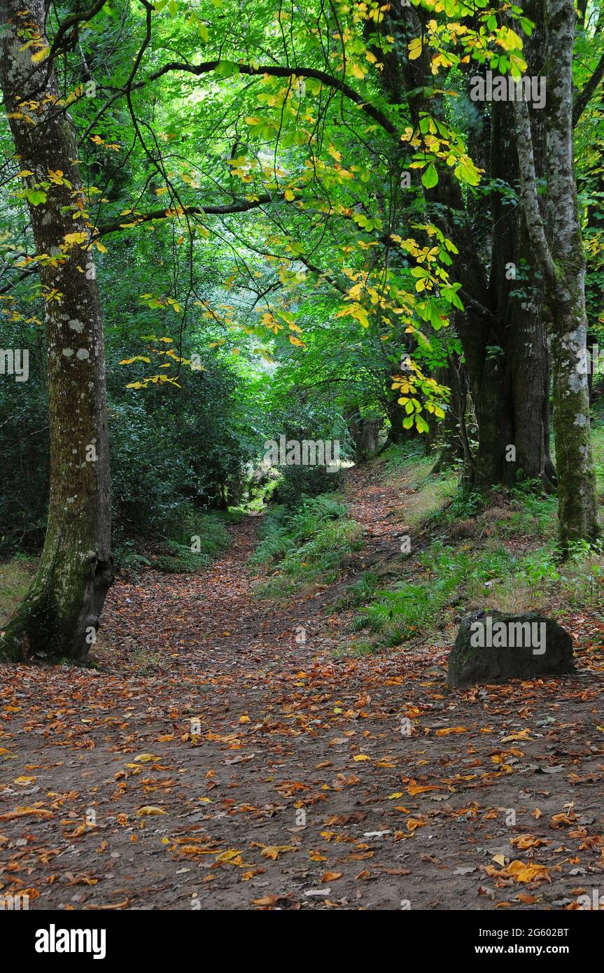 Fingle Wood, Dartmoor, autumn Stock Photo - Alamy