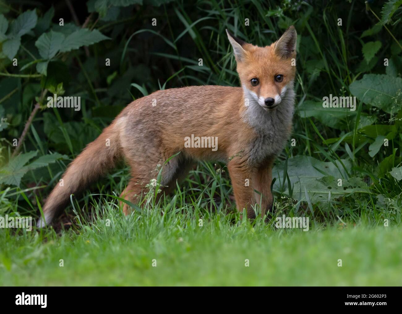 A wild Red Fox cub (Vulpes vulpes) emerging from the undergrowth, Warwickshire Stock Photo - Alamy