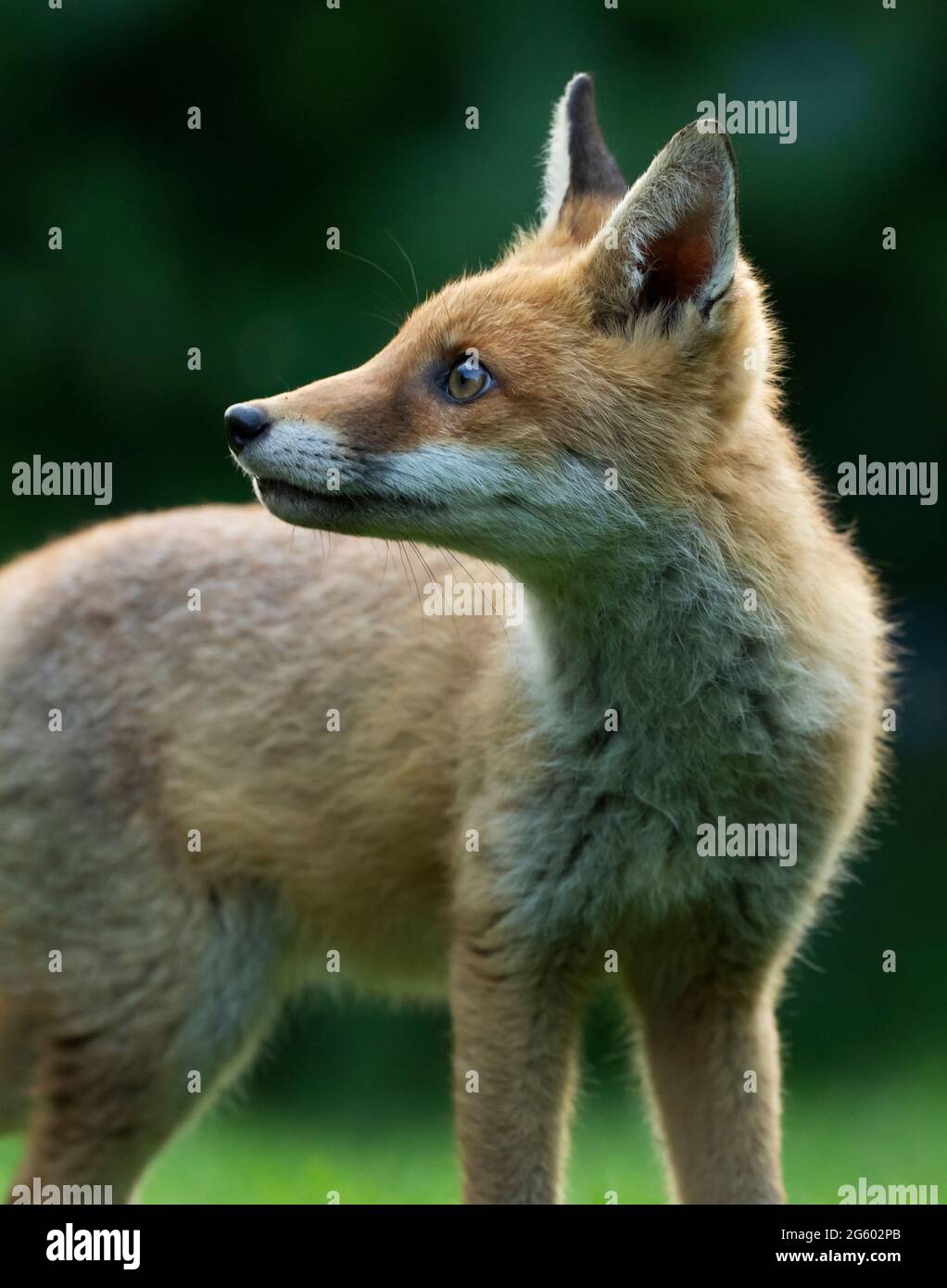 A wild Red Fox cub (Vulpes vulpes), Warwickshire Stock Photo - Alamy