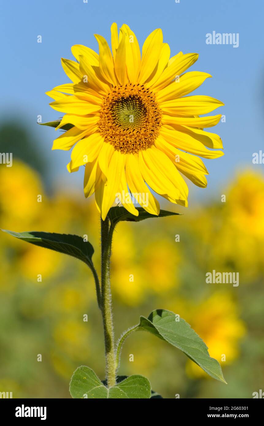 Helianthus, yellow sunflower in a field Stock Photo - Alamy