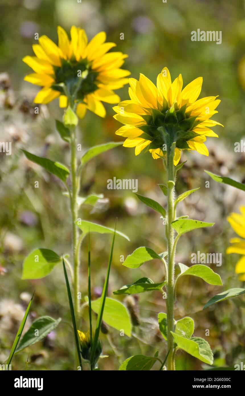 Helianthus flowers hi-res stock photography and images - Alamy