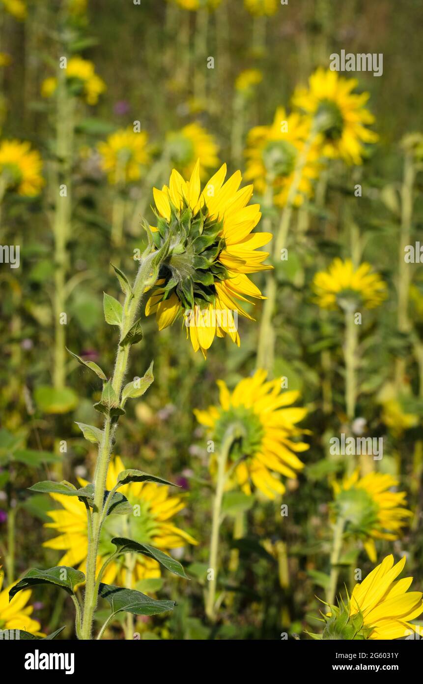 Helianthus, yellow sunflower in a field Stock Photo - Alamy
