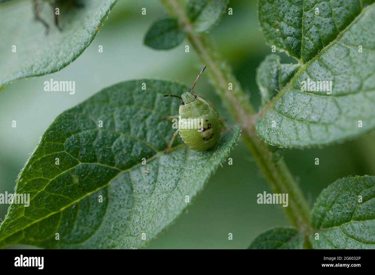 Green bedbug nymph on potato plant Stock Photo - Alamy