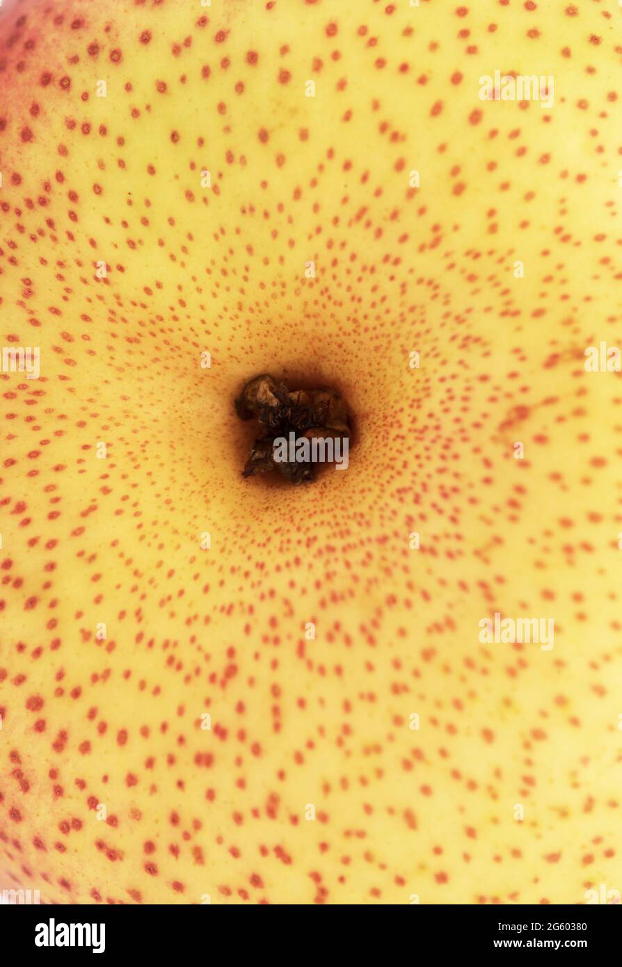 Large very round yellow and red pear fruit isolated on white background ...