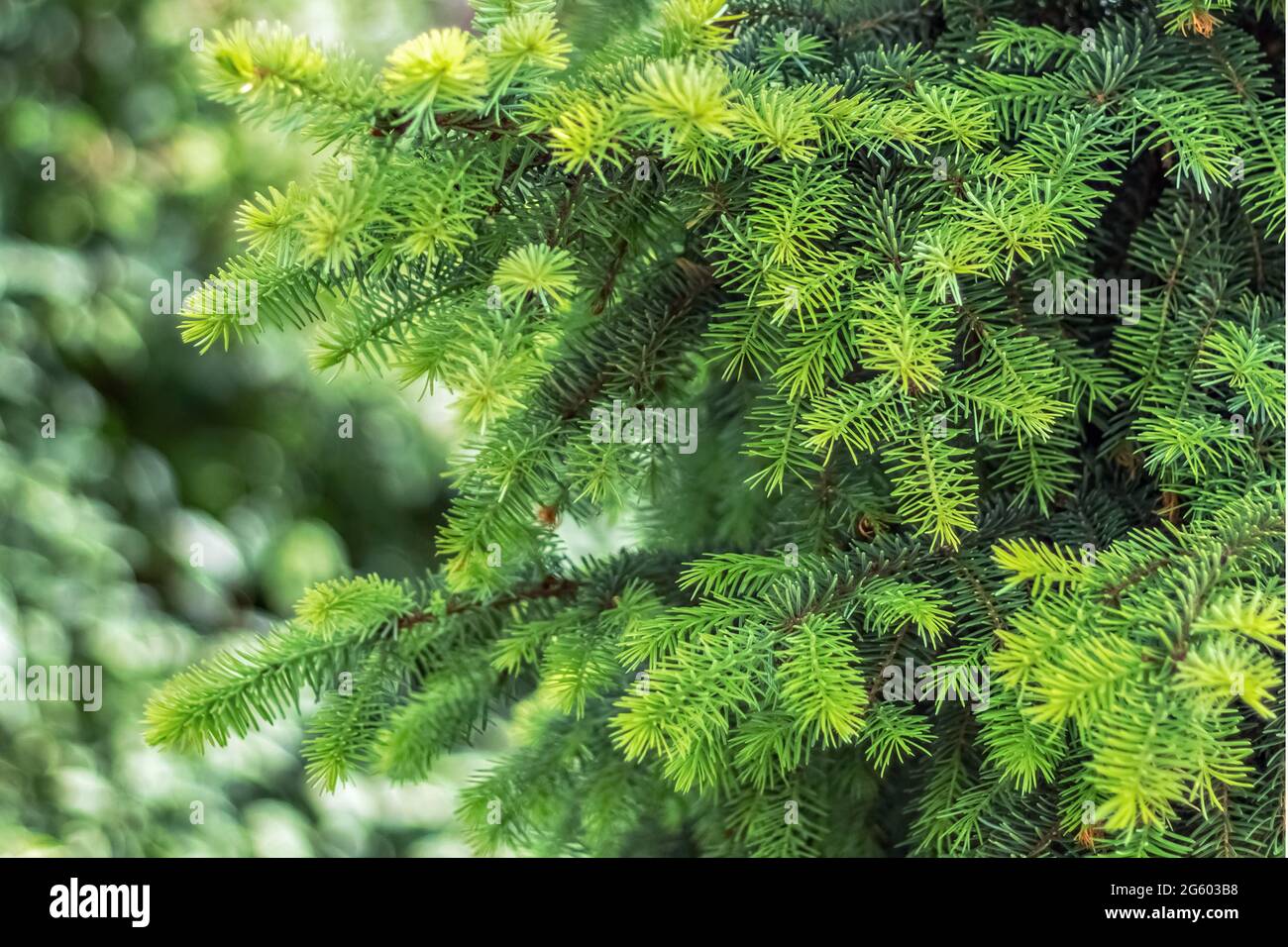 Spruce branches macro hi-res stock photography and images - Alamy