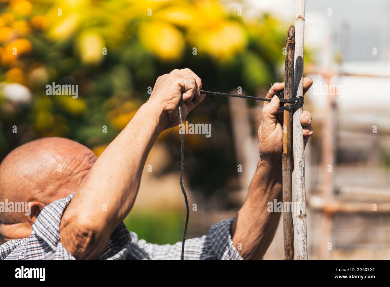 Man building a wooden stick structure in a orchard Stock Photo - Alamy
