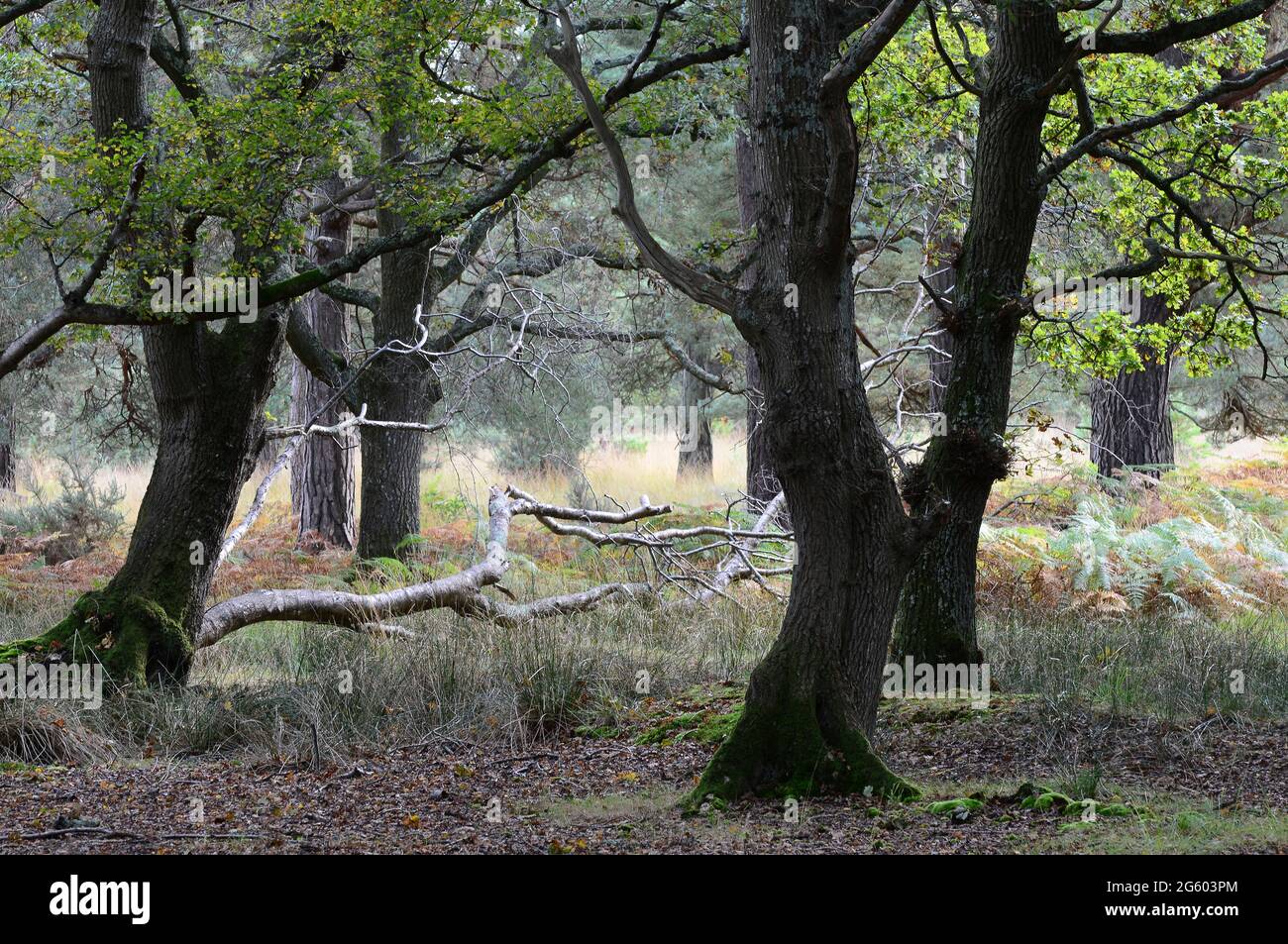Woodland on RSPB reserve, Arne, Dorset Stock Photo - Alamy