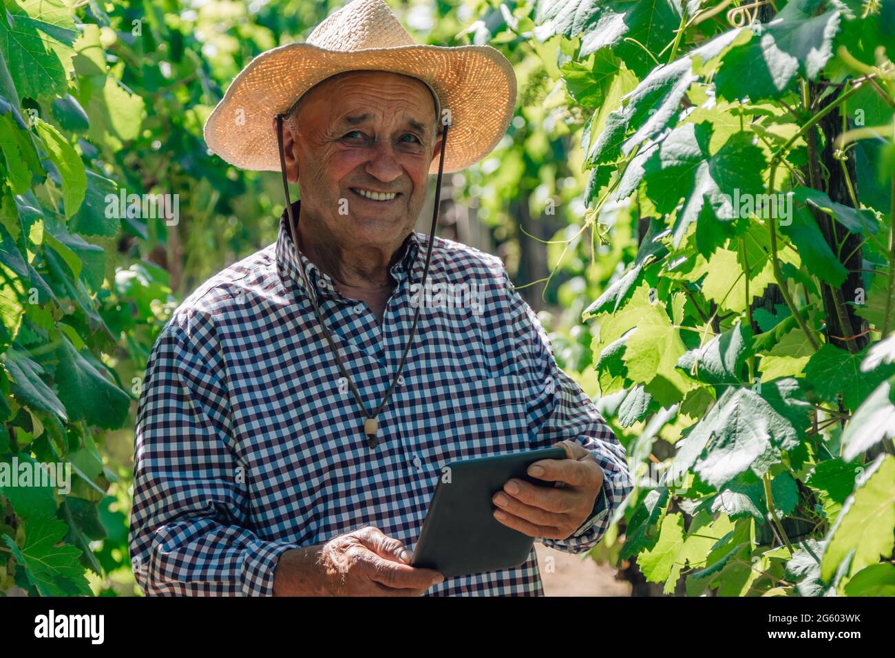 farmer with tablet controlling the crop Stock Photo - Alamy