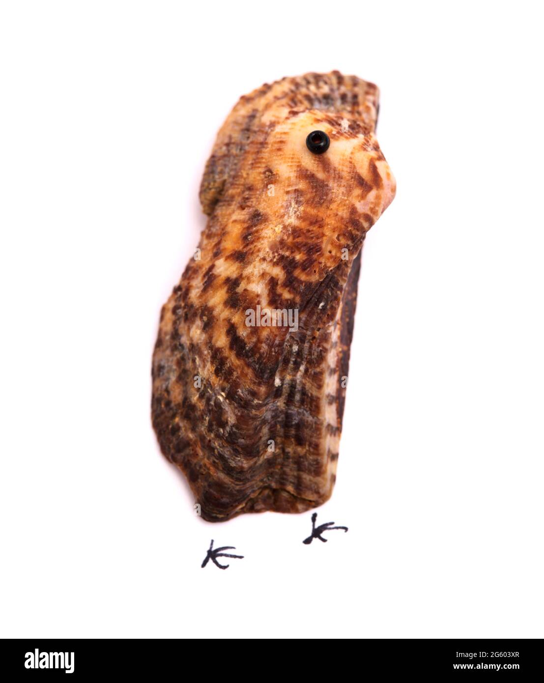 Sea shell line drawing hi-res stock photography and images - Alamy