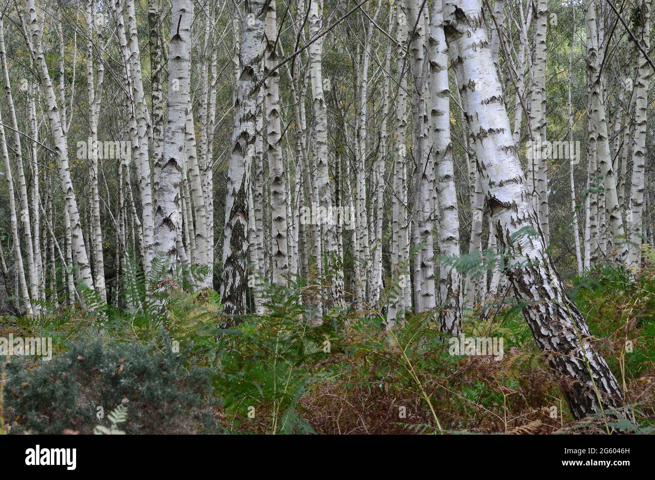 RSPB reserve, Arne, Dorset. Silver birch trees Stock Photo - Alamy