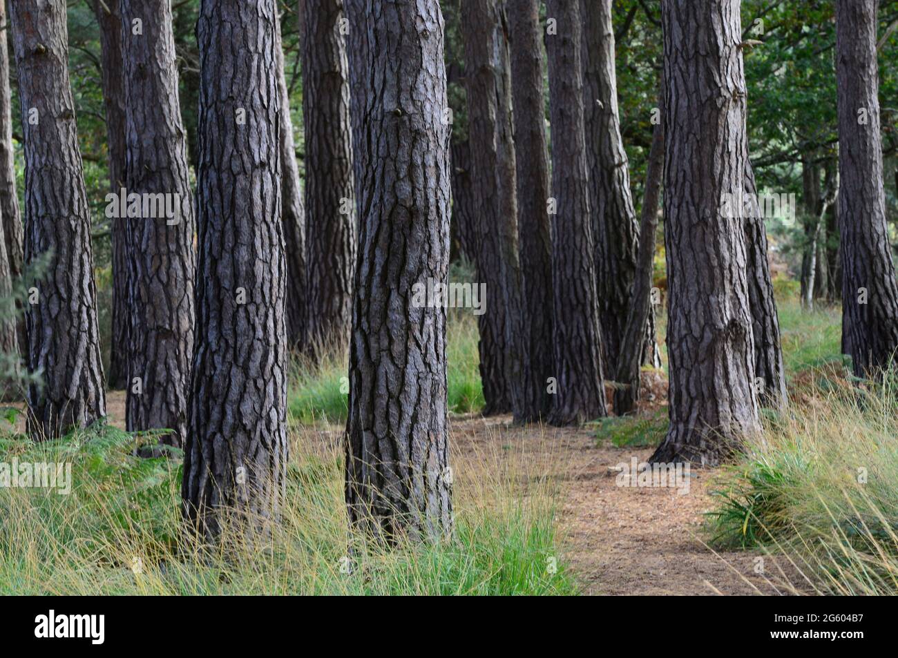 Scots pine trees, Arne, Dorset Stock Photo - Alamy