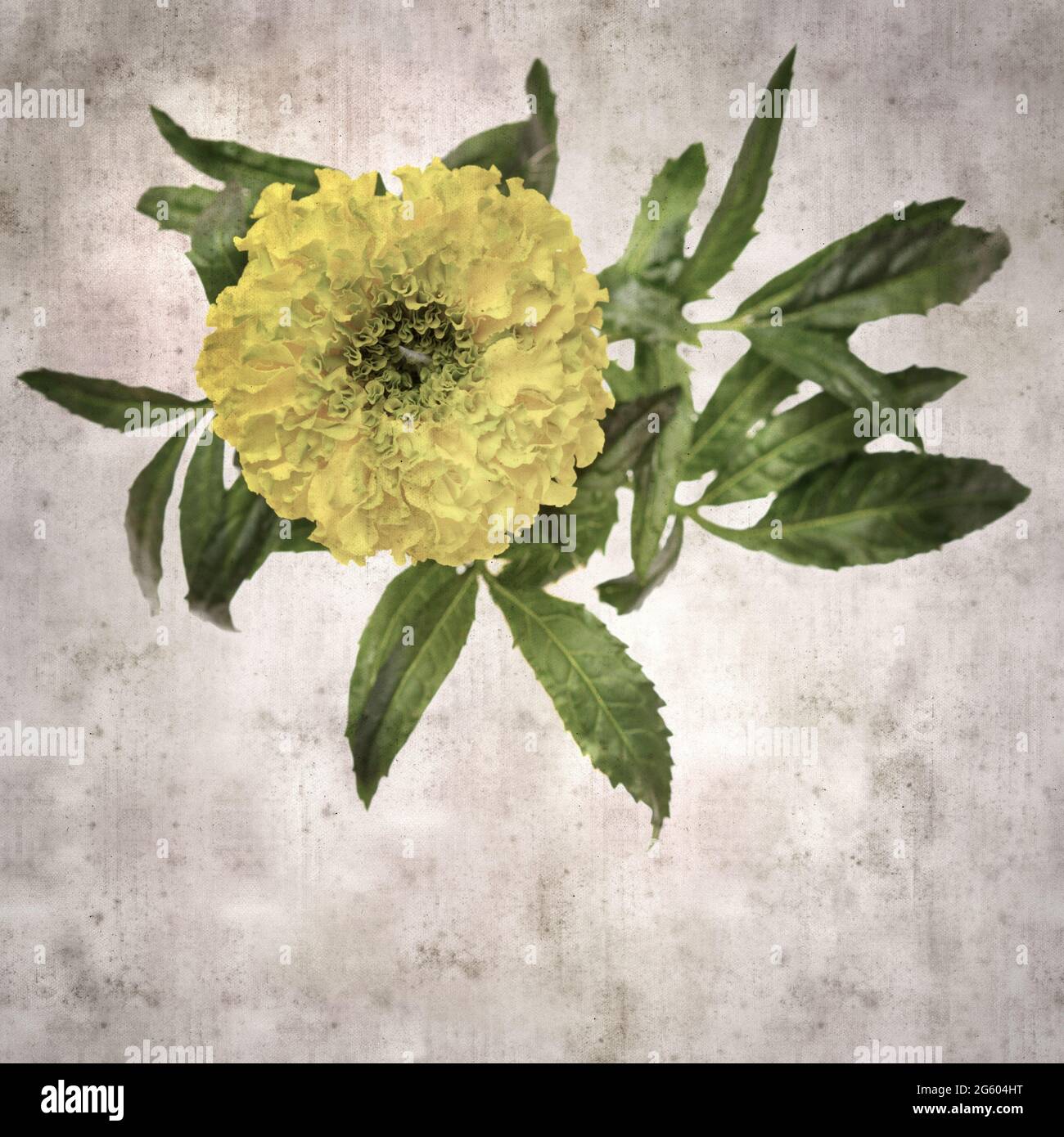 square stylish old textured paper background with yellow double tagetes ...