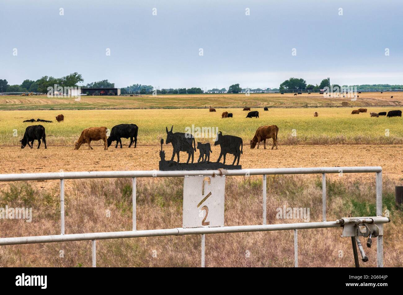 Gate cattle hi-res stock photography and images - Alamy