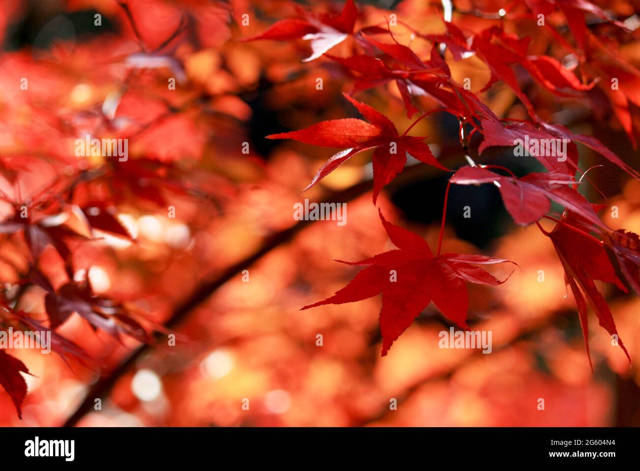 Close up photo of a maple leaf that turned red in autumn season Stock ...