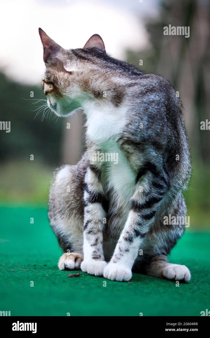 Female cat hi-res stock photography and images - Alamy