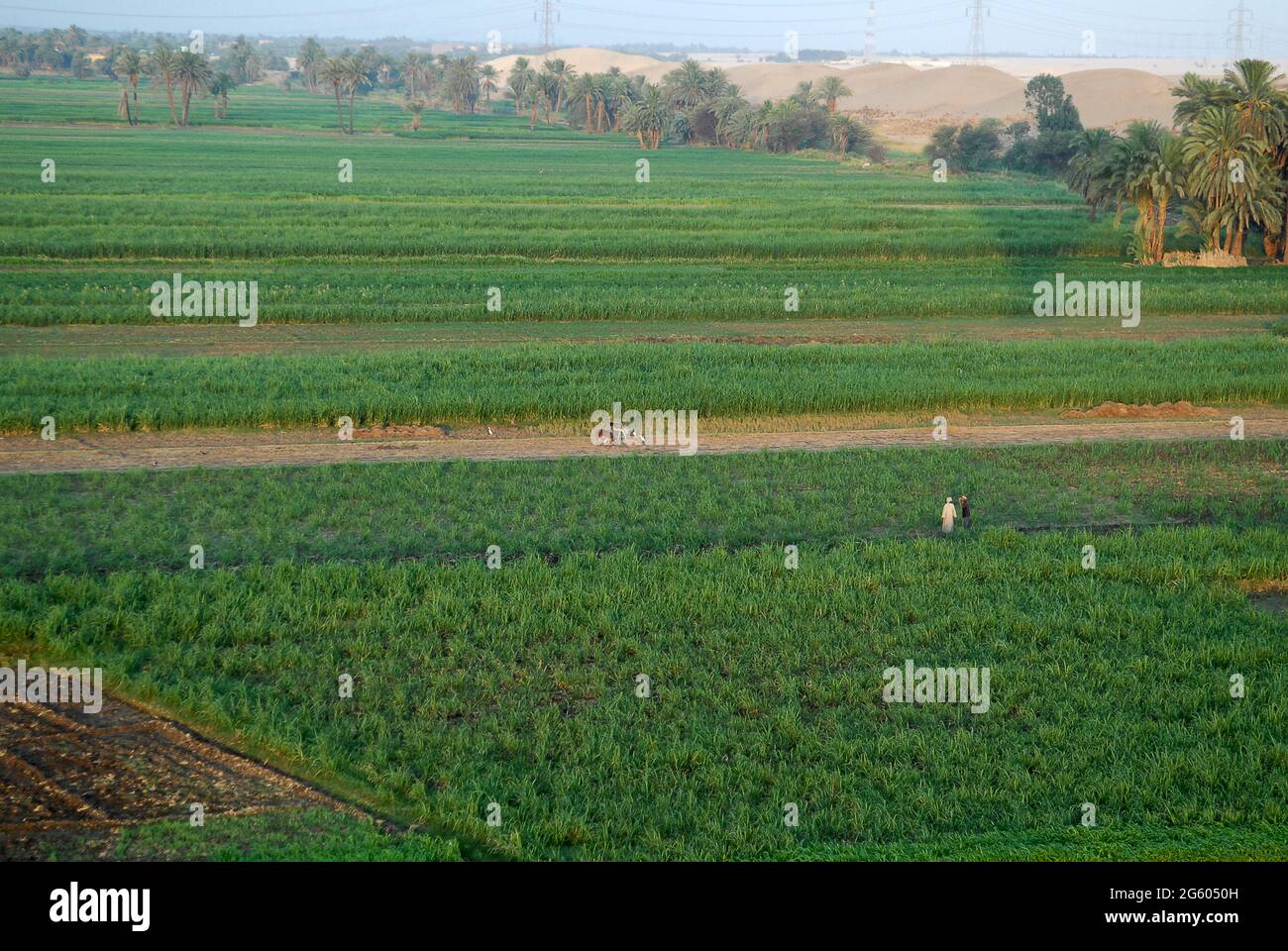 Aerial view of fertile farmland on the west bank of Luxor, Egypt. Nile ...