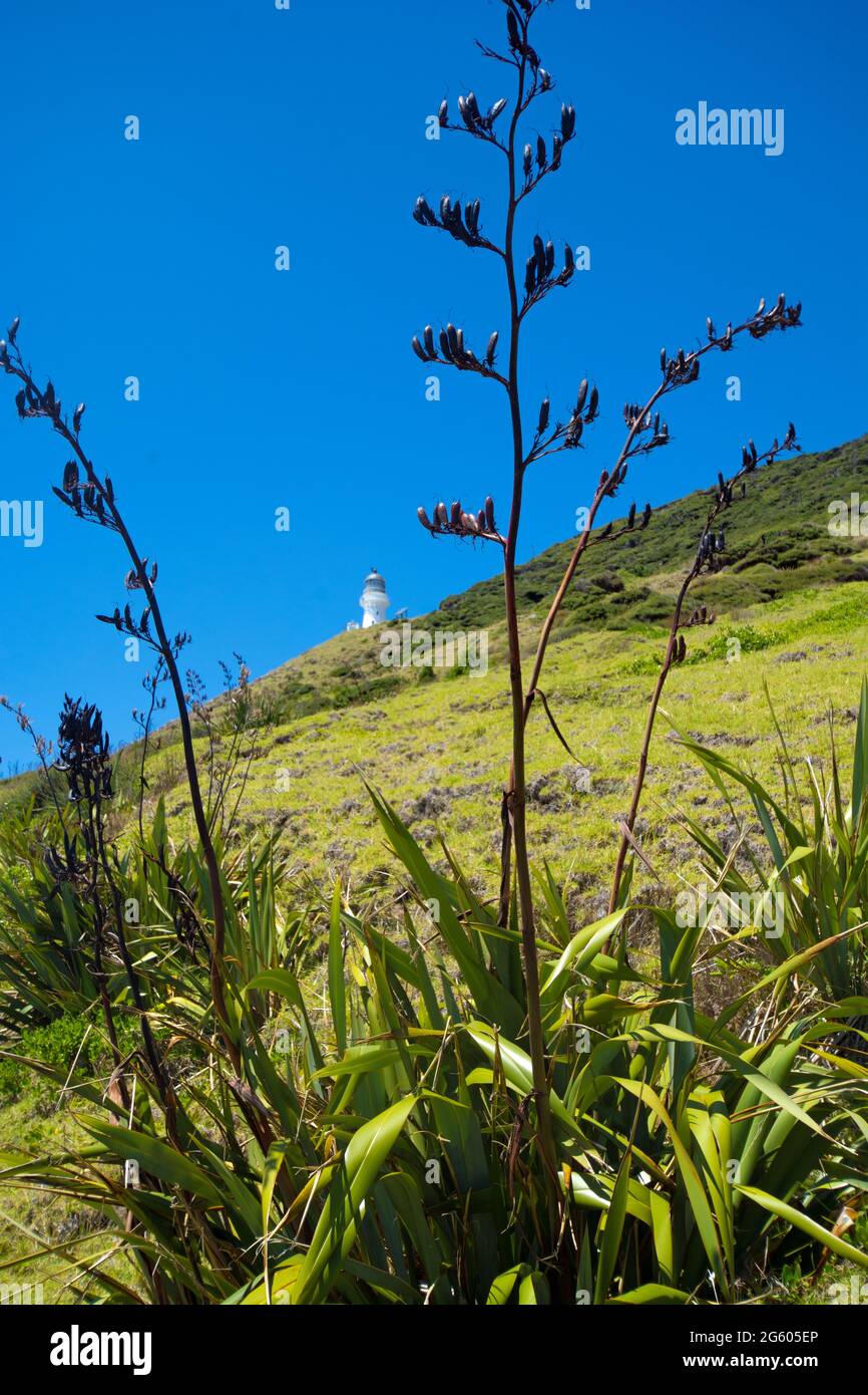 Cape Brett Track Raukamangamanga Stock Photo - Alamy