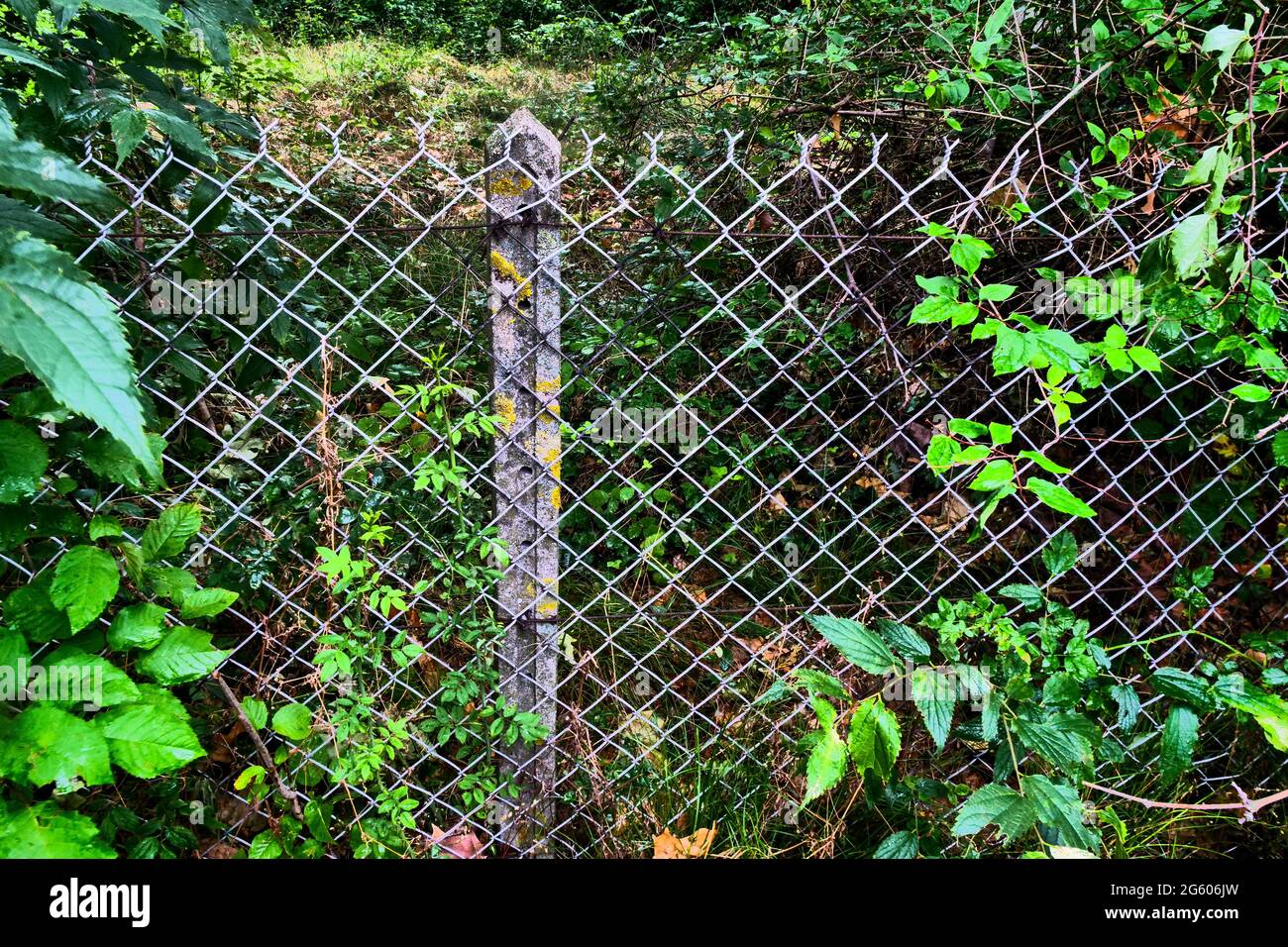Metallic grid enclosing an abandoned garden, conceptual photography ...