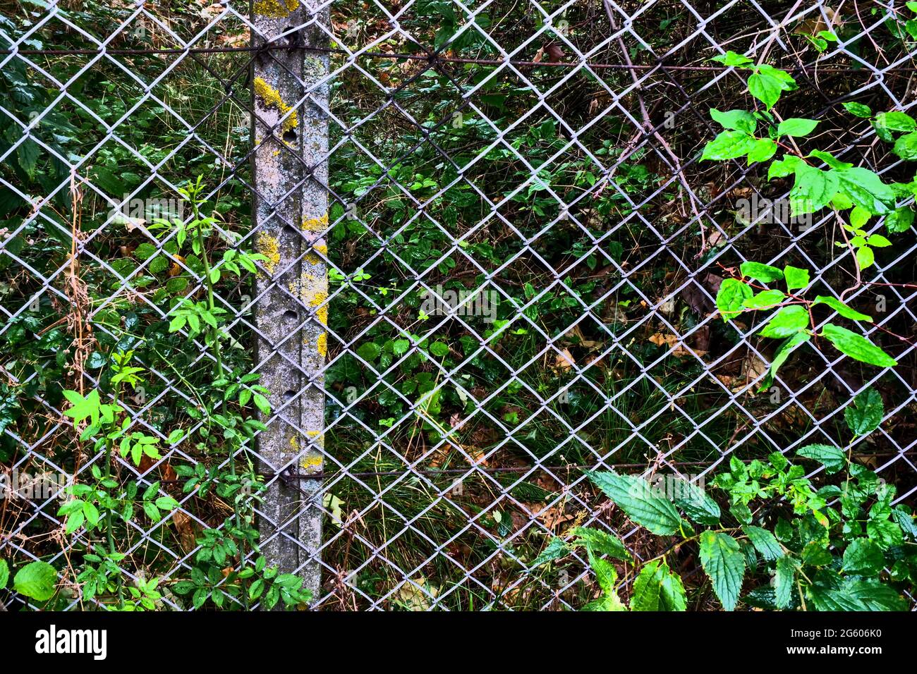 Metallic grid enclosing an abandoned garden, conceptual photography ...