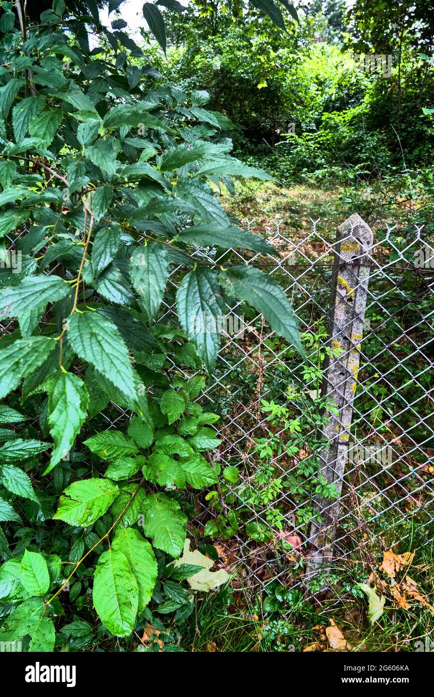 Metallic grid enclosing an abandoned garden, conceptual photography ...