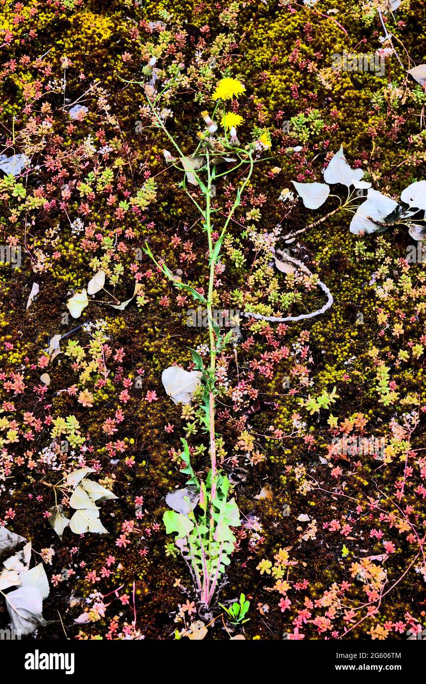 Yellow flower laying on a concrete slab covered with mosses and lichens ...